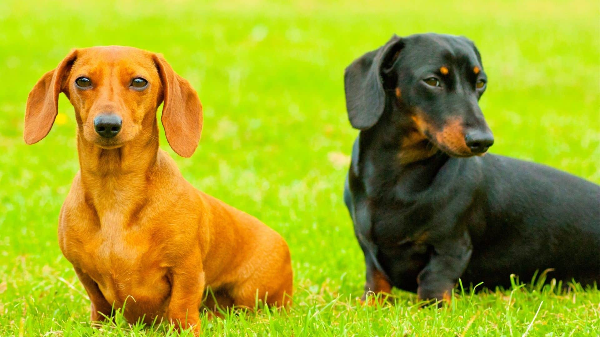 The 3 Types of Dachshunds: Do You Know Them All? - Alpha Paw