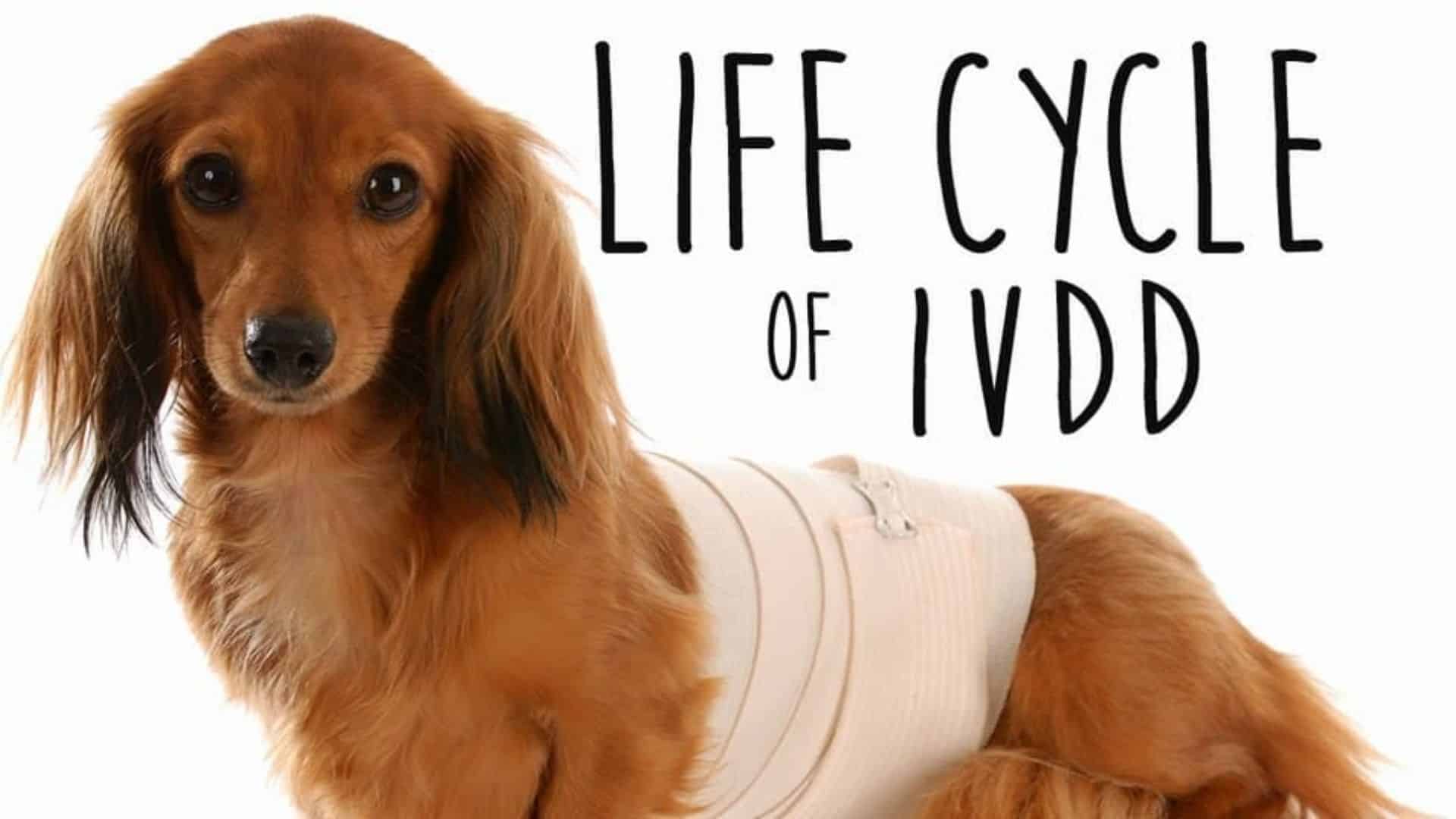 Can A Dog Live With Ivdd