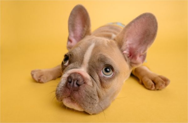 Coccidia In Dogs: What Pet Parents Need To Know