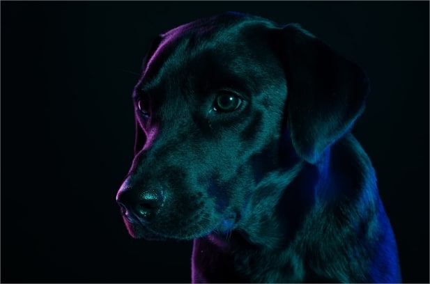 Coccidia In Dogs: What Pet Parents Need To Know