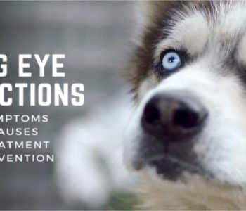 Dog Ear Yeast Infections: Symptoms, Causes, Treatment & Prevention