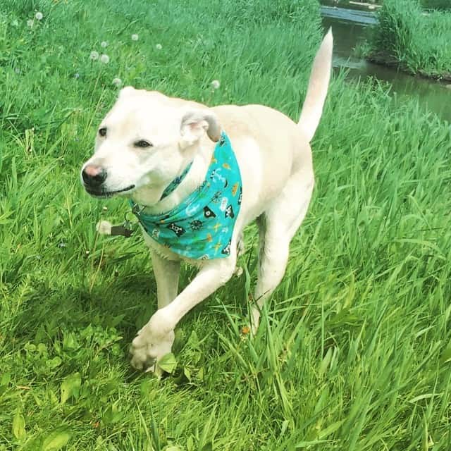 Labrador Greyhound Mix Facts