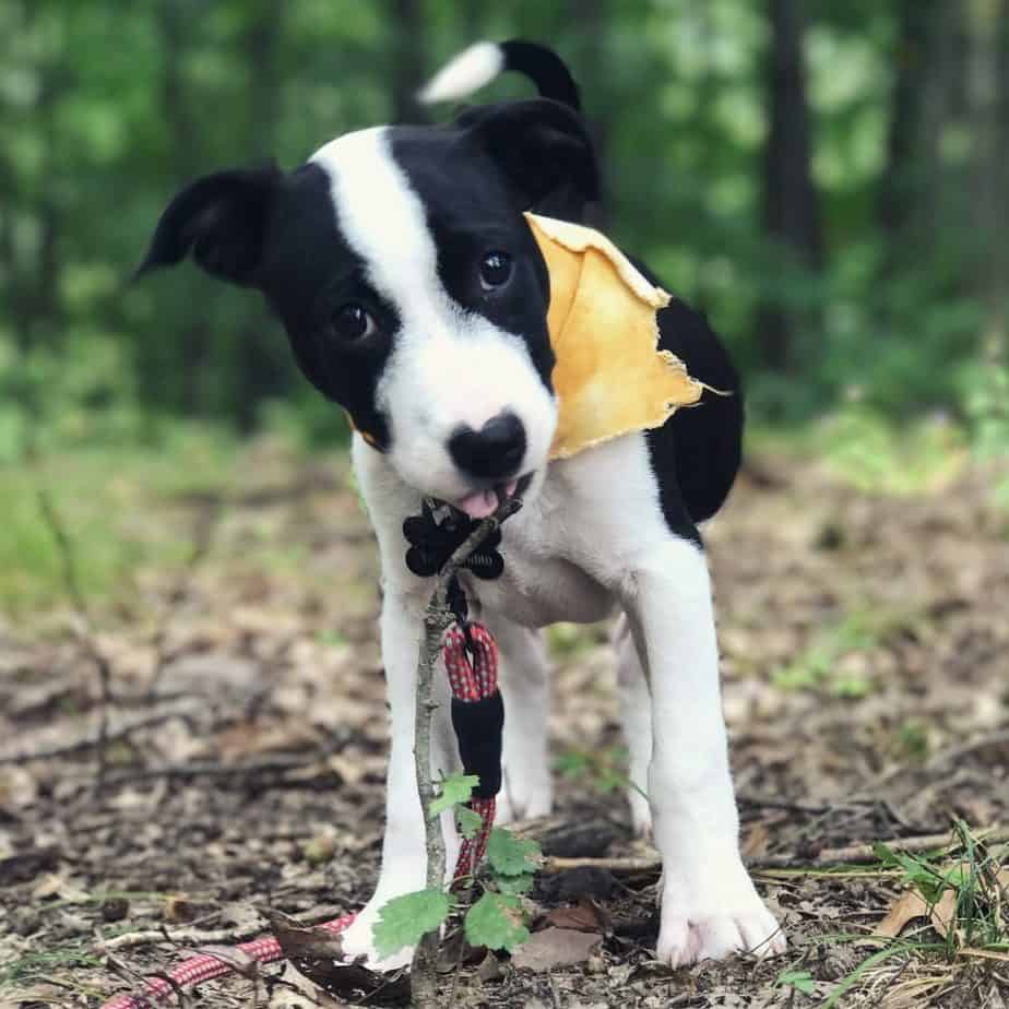 Pitbull Beagle Mix Facts