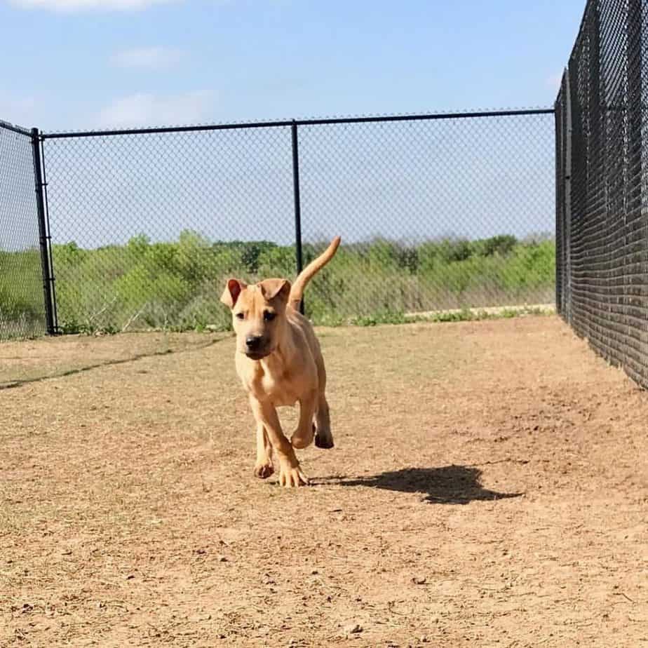 Labrador Rhodesian Ridgeback Mix Facts