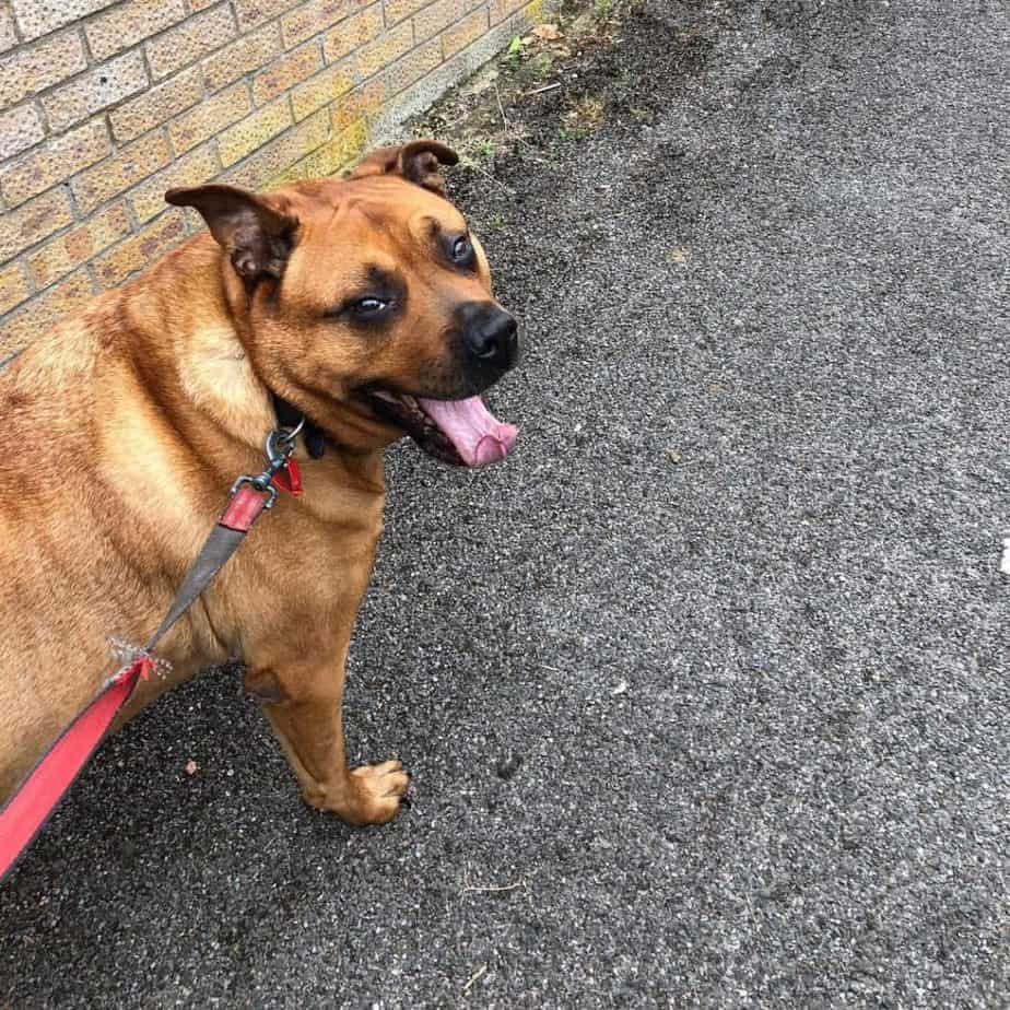 Labrador Rhodesian Ridgeback Mix Facts - Alpha Paw