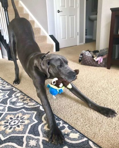 Lab Great Dane Mix Facts