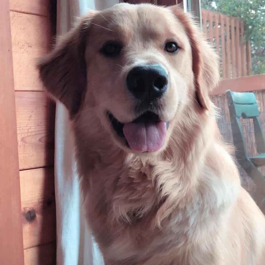 Golden Retriever Husky Mix Reviewed