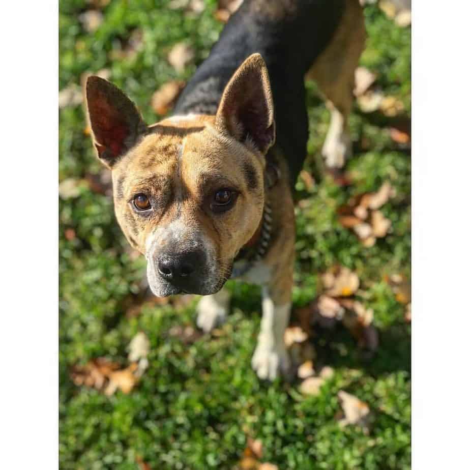 Pitbull Beagle Mix Facts