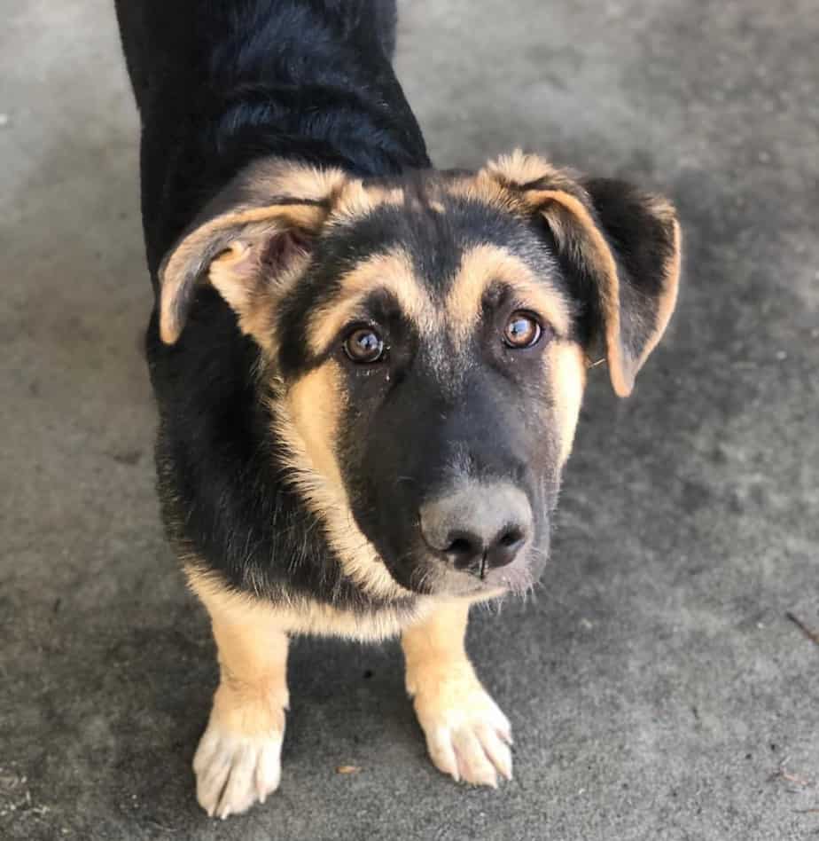 German Shepherd Great Pyrenees Mix Facts