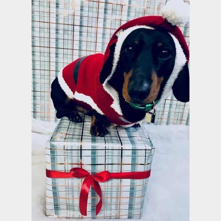 Lab Dachshund Mix Facts | Alpha Paw