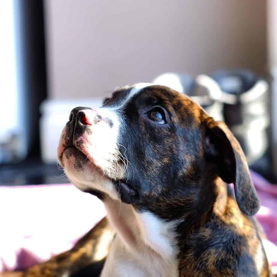 Lab Boxer Mix Facts | Alpha Paw