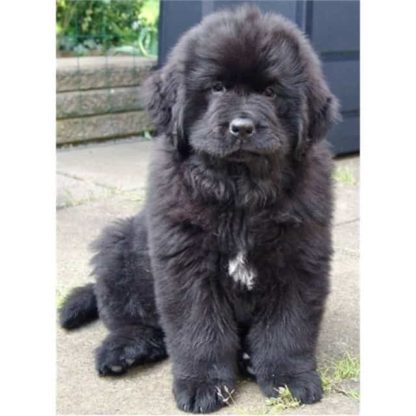 Newfoundland Labrador Mix Facts