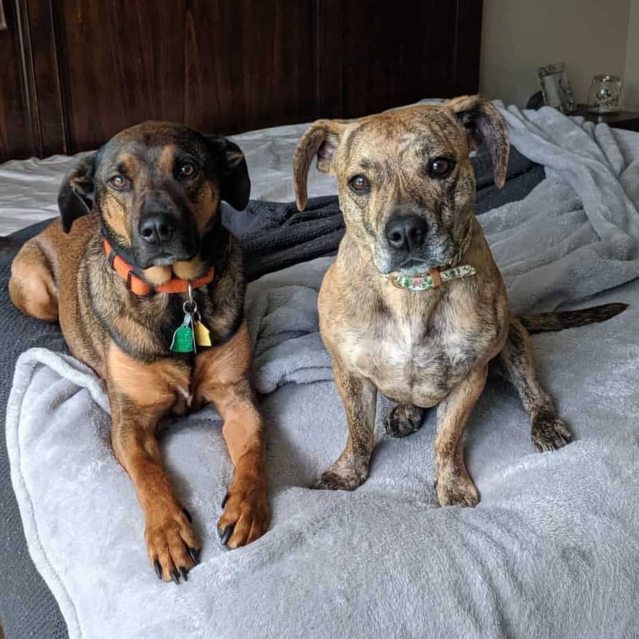 Dachshund Pitbull Mix Facts