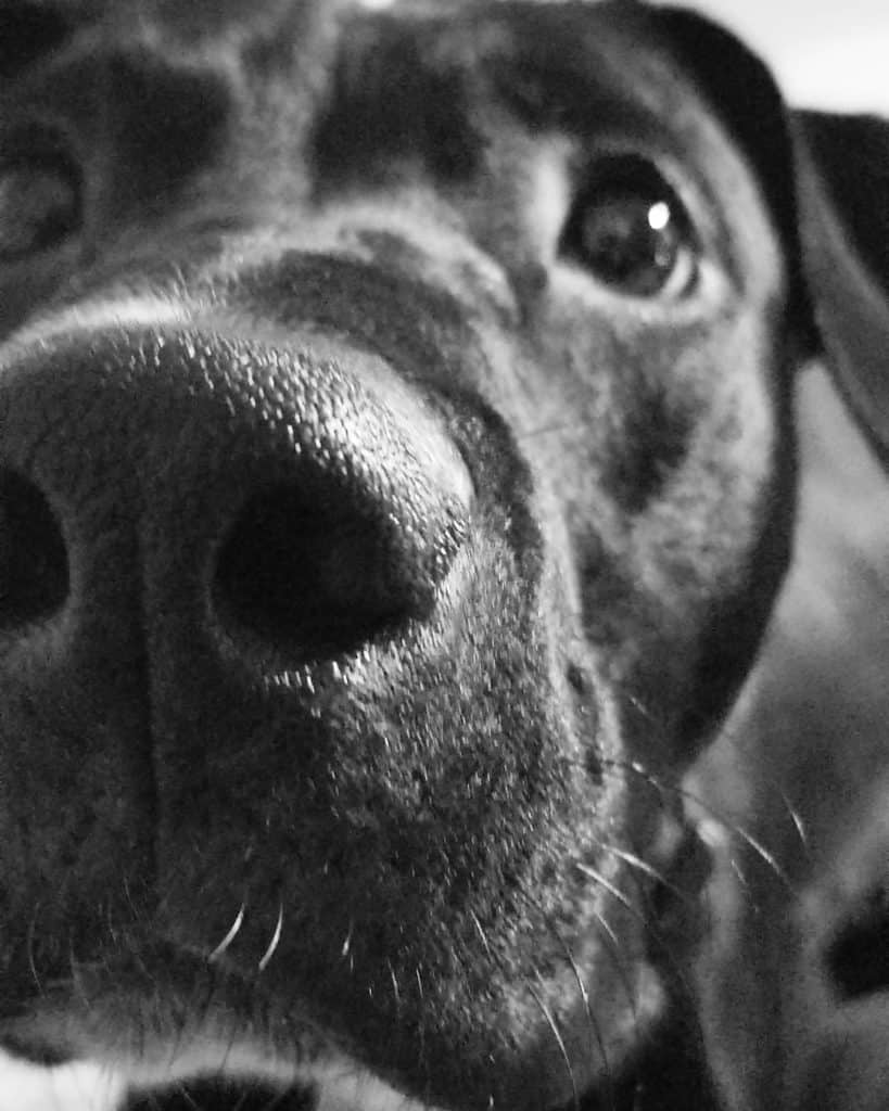 Pitbull Lab Mix Facts