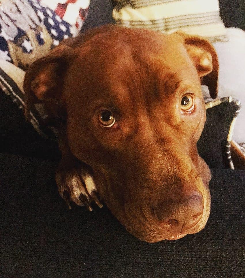 Pitbull Lab Mix Facts