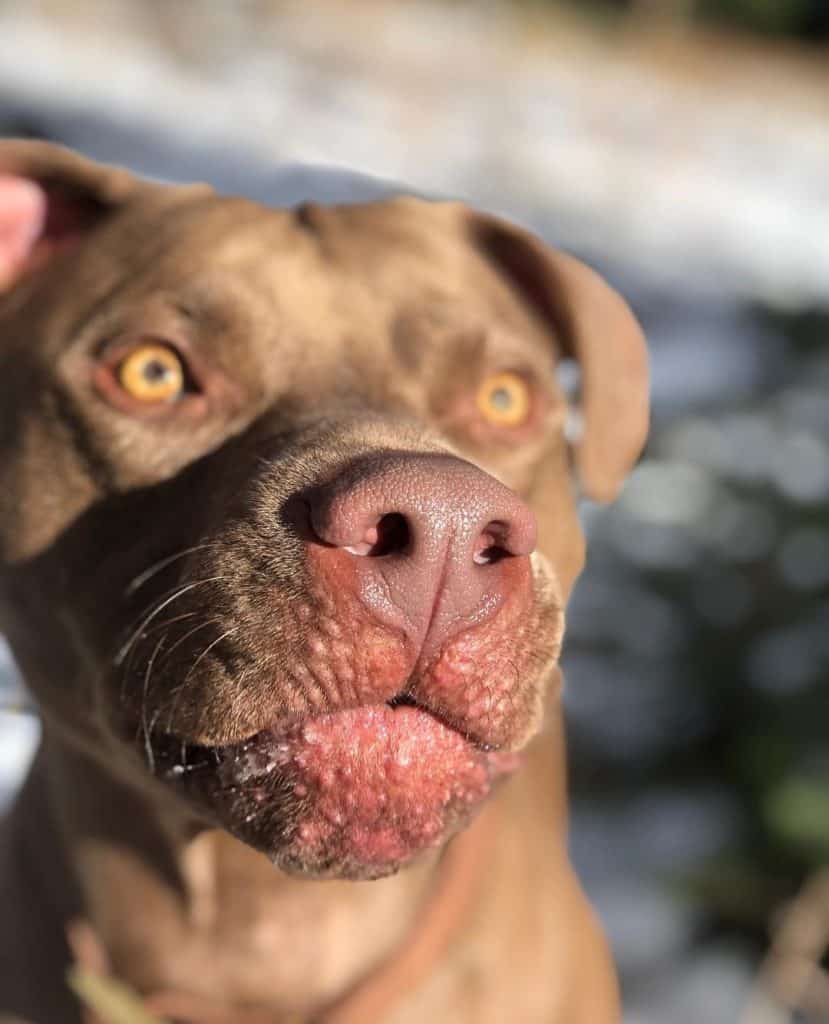 Pitbull Lab Mix Facts