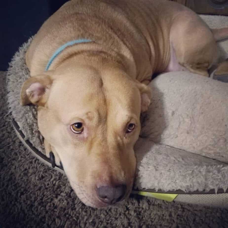 Pitbull Lab Mix Facts