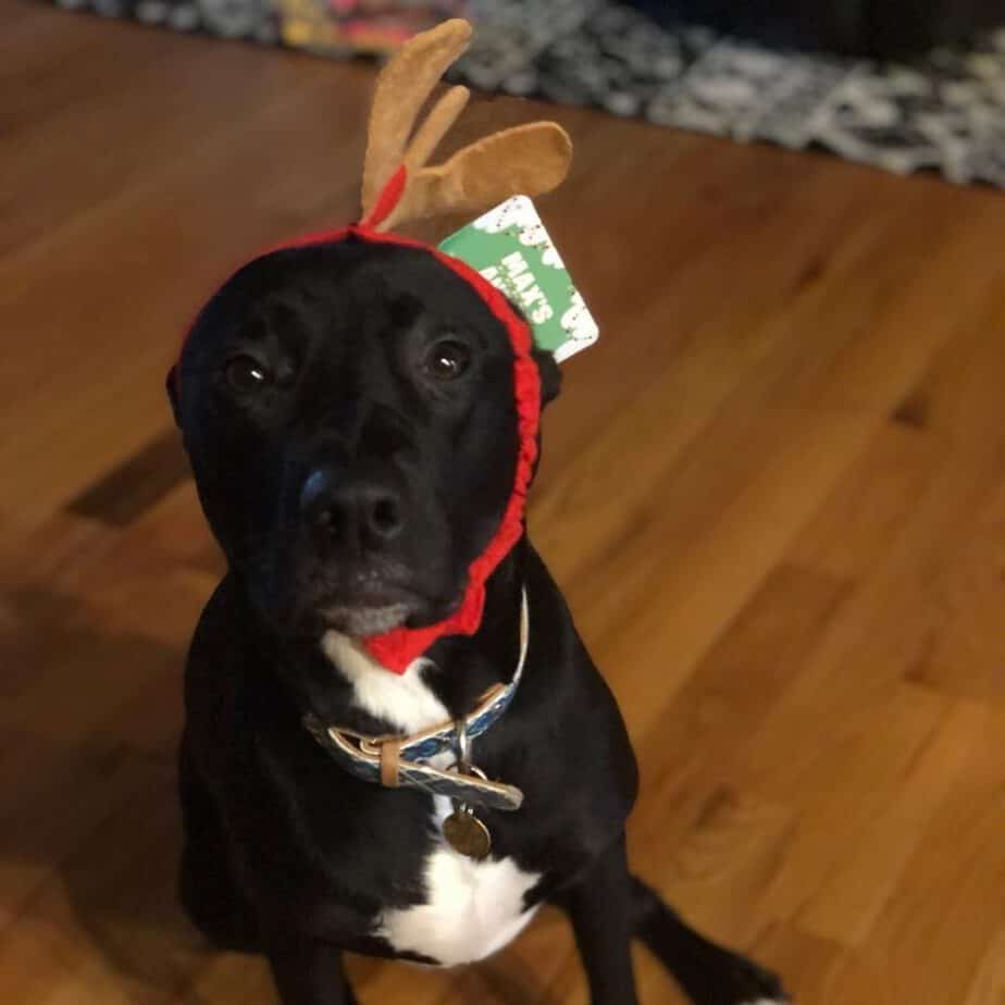 Pitbull Lab Mix Facts