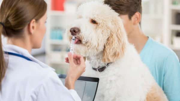 Trazodone For Dogs: How It Works & Signs Your Dog Needs It