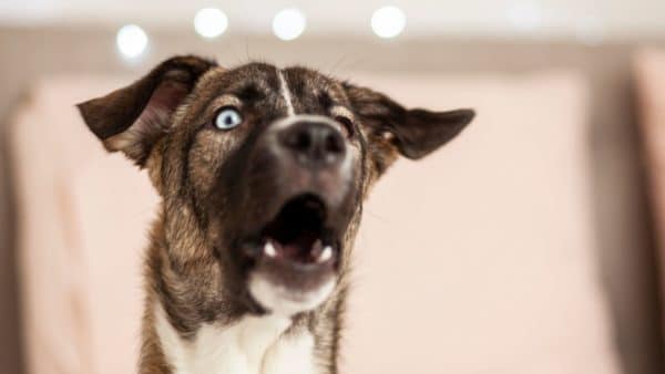 Why Is My Dog Howling? Causes, Treatment, And Prevention
