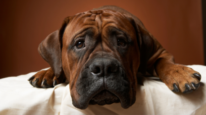 A List Of Human Medications That Are Safe For Dogs