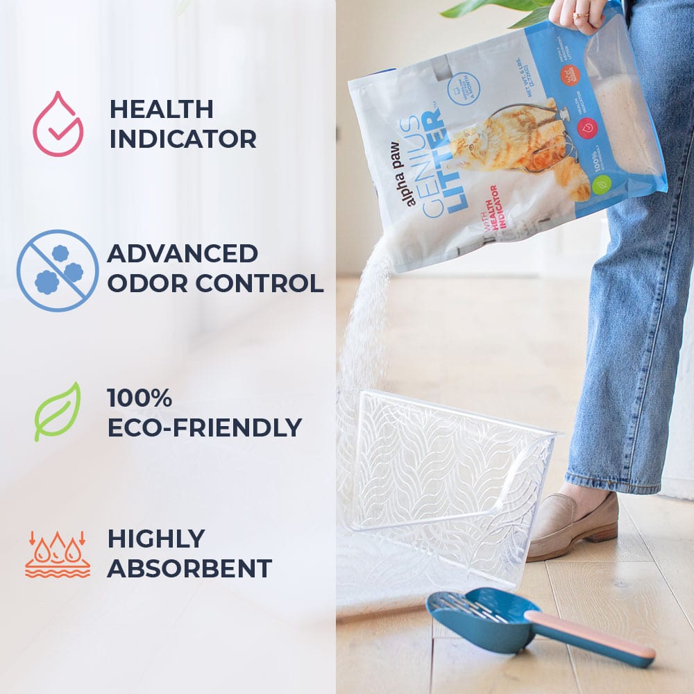 Maine Coon Temperament: Is This Gorgeous Feline The Right Fit For Your ...